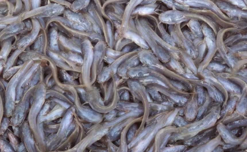 Kelebihan dan Keunggulan Lele Mutiara - PustakaDunia.com