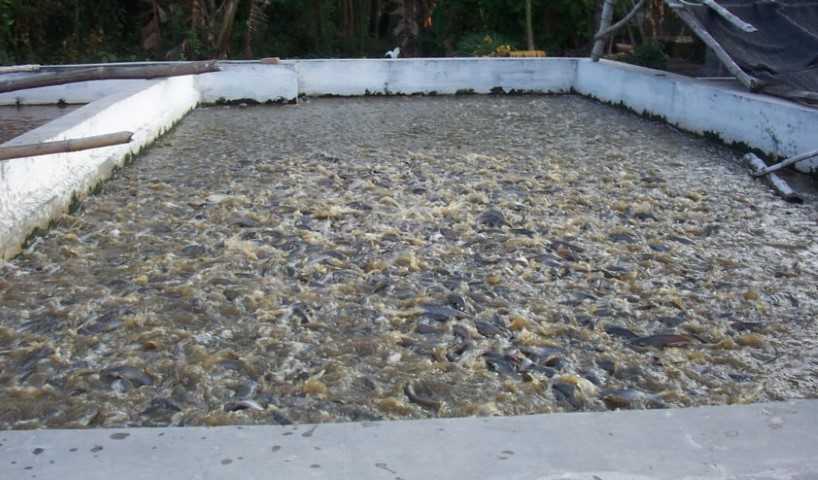 Kelebihan dan Keunggulan Lele Mutiara - PustakaDunia.com