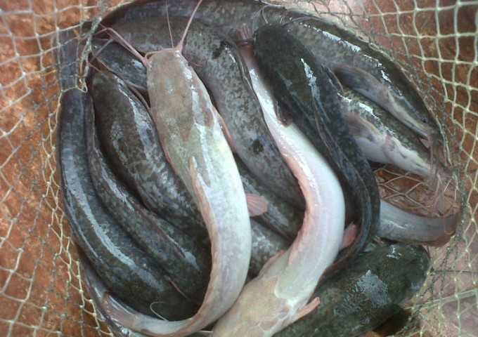 Kelebihan dan Keunggulan Lele Mutiara - PustakaDunia.com