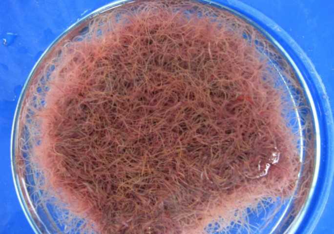 Cacing Sutra - PustakaDunia.com