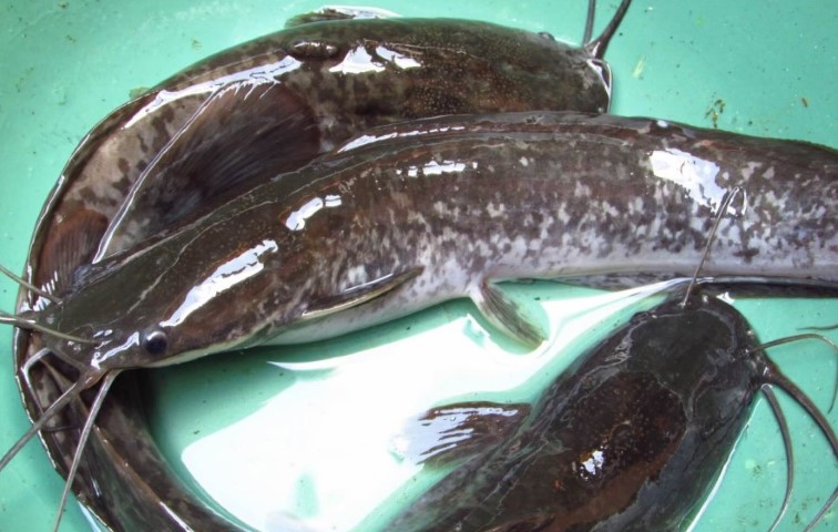 Budidaya Ikan Lele Mutiara - InfoAkuakultur.com