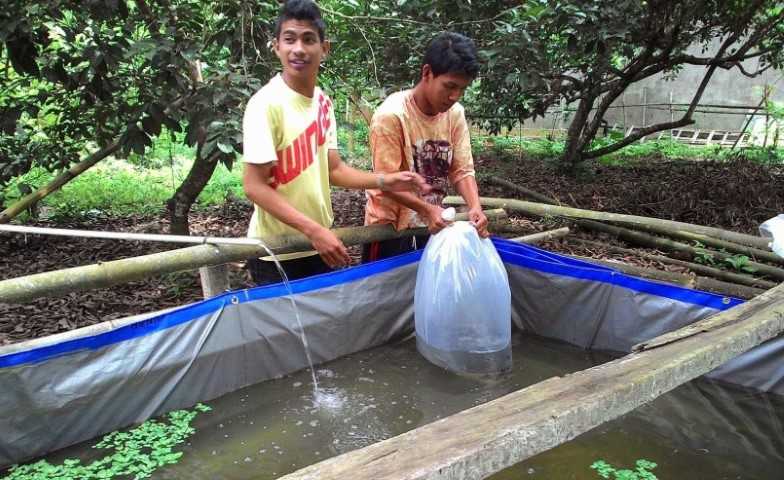 Mengenal Lele Mutiara - PustakaDunia.com