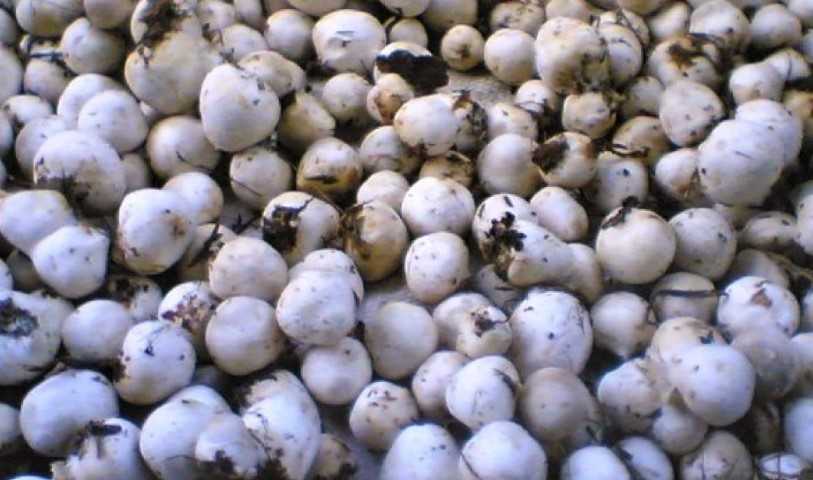 Usaha Budidaya Jamur Merang (Volvariella volvaceae) - PustakaDunia.com