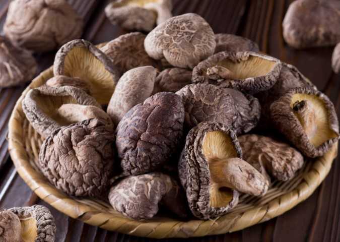 Budidaya Jamur Shiitake - PustakaDunia.com