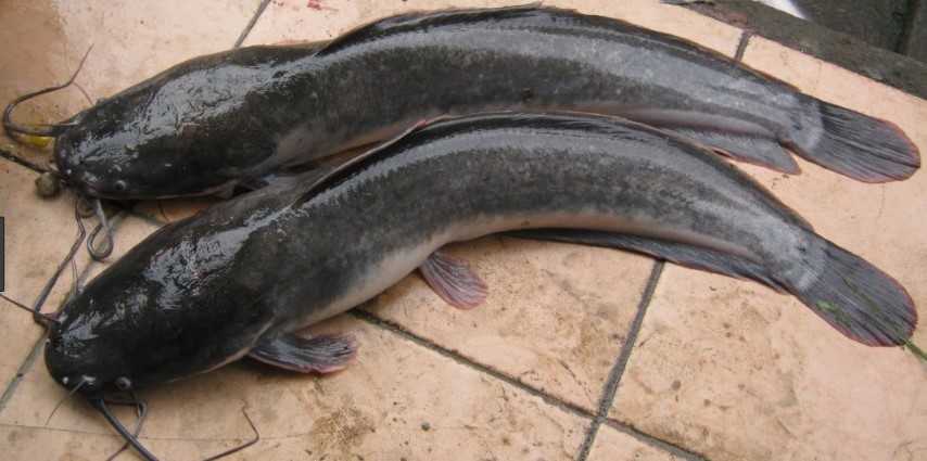 Lele Mutiara - PustakaDunia.com