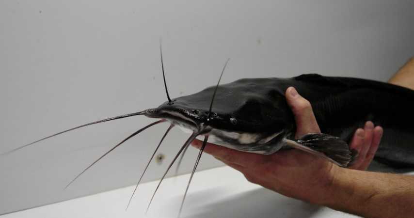 Lele Mutiara - PustakaDunia.com