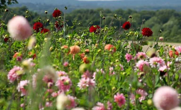 Kajian Prospek Usaha Perkebunan Bunga Potong - PustakaDunia.com