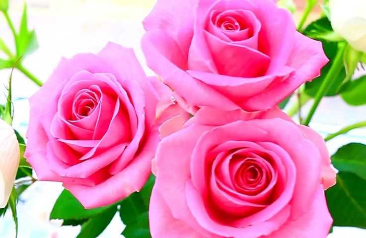 Teknik Budidaya Bunga Mawar - PustakaDunia.com