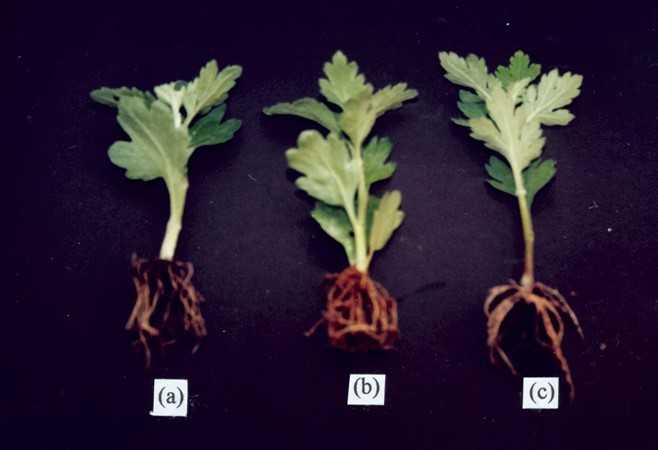 Ketersediaan Benih / Bibit Bunga Potong - PustakaDunia.com