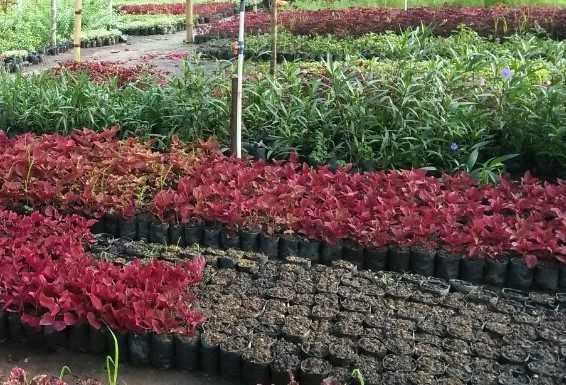 Ketersediaan Benih / Bibit Bunga Potong - PustakaDunia.com