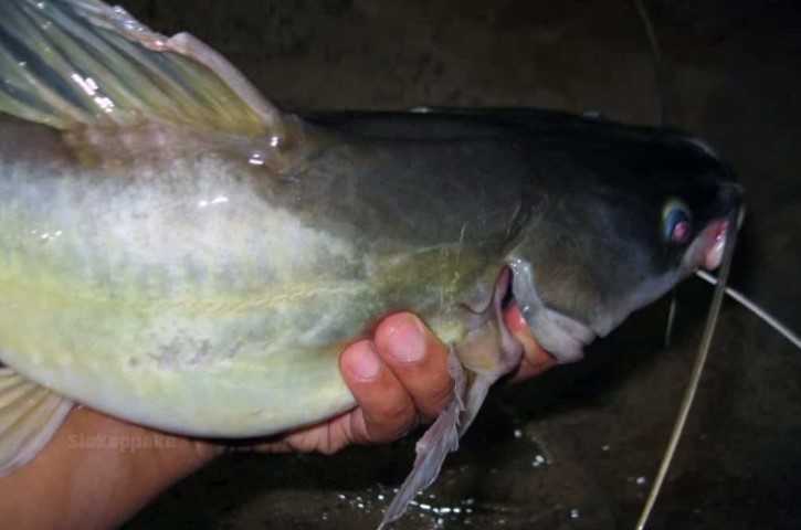 Mengenal Ikan Baung - PustakaDunia.com